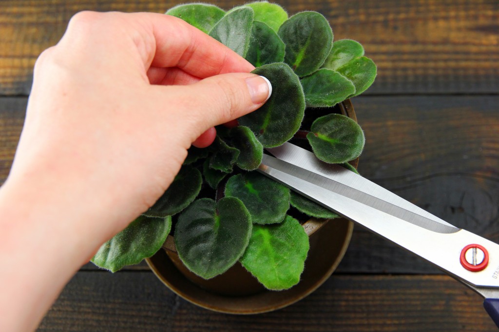How To Propagate African Violets - Pondic