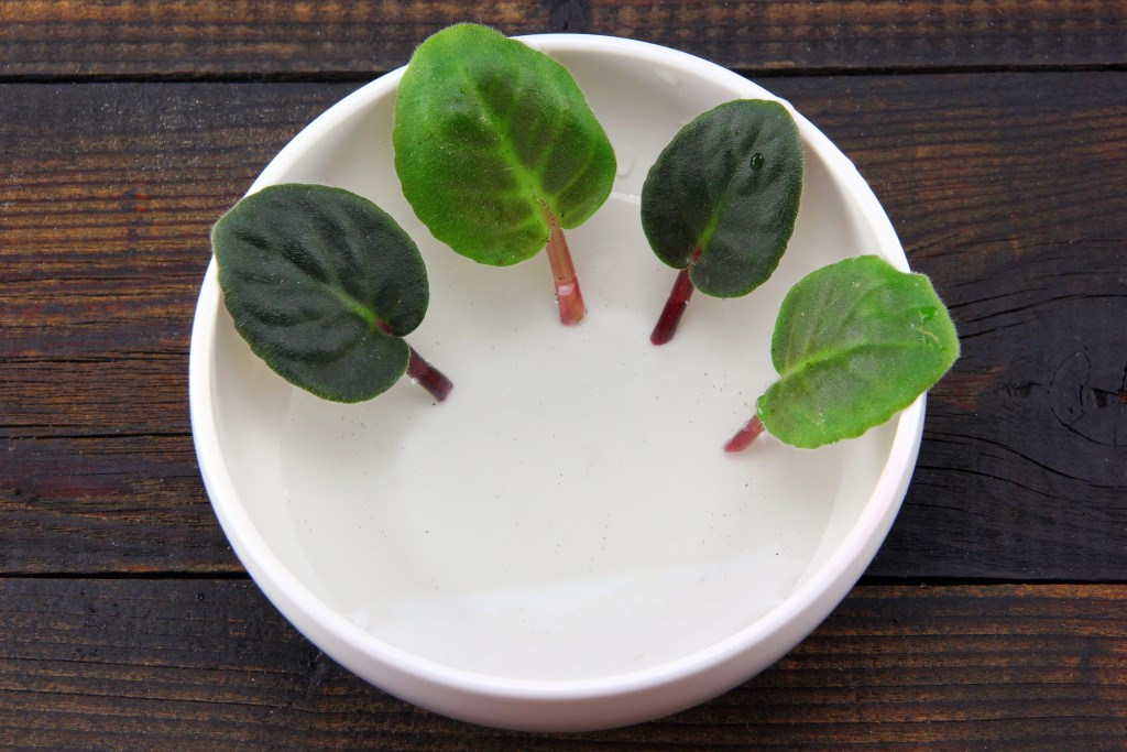 How To Propagate African Violets - Pondic