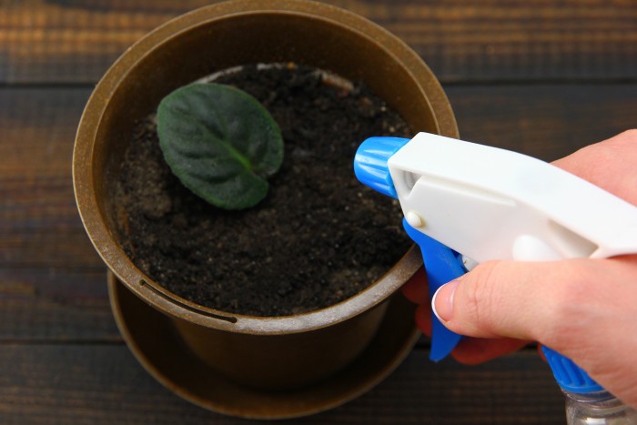 How To Propagate African Violets - Pondic