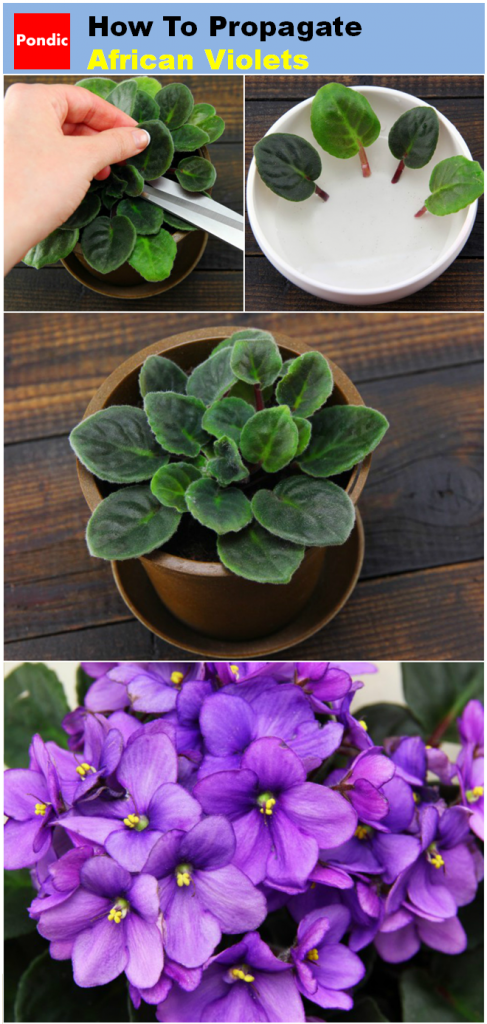 How To Propagate African Violets - Pondic