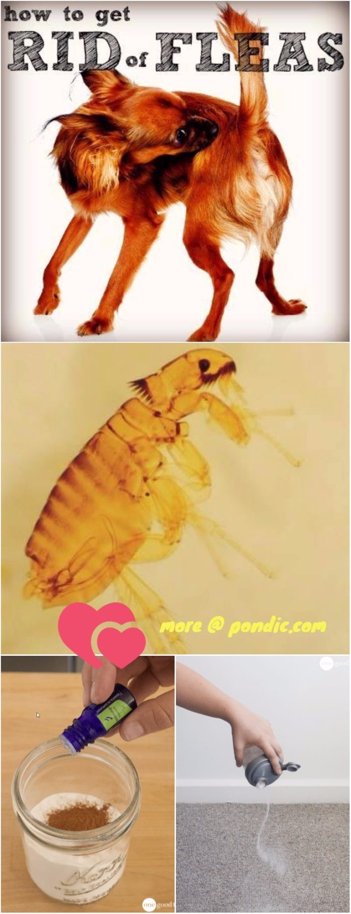 Home Remedies To Get Rid Of Fleas - Pondic